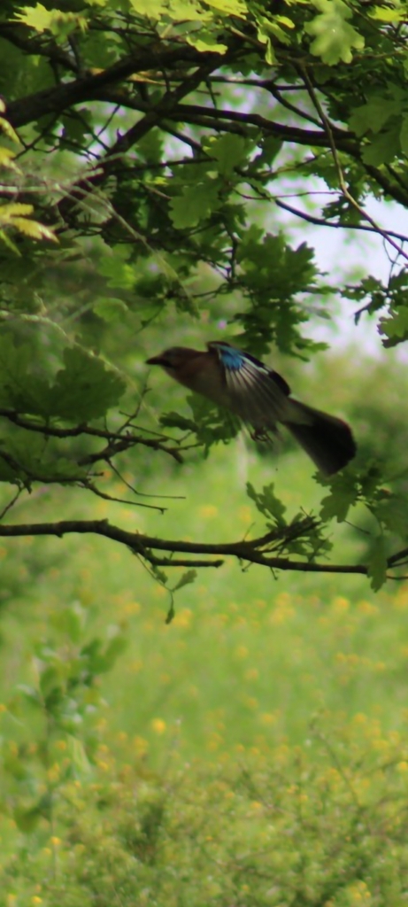 Eurasian Jay from Chilton Moor, Houghton le Spring DH4 6PU, UK on May ...