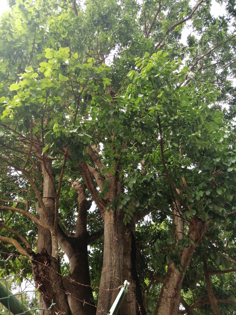 Saga Tree from Calle Arboleda, Panamá on May 9, 2019 at 06:59 AM by ...