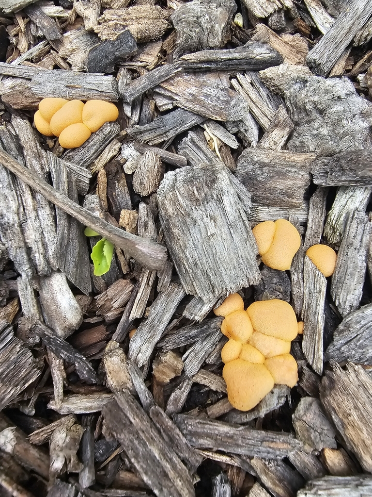 true slime molds from Walkersville, MD 21793, USA on May 20, 2024 at 11 ...