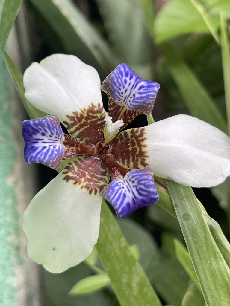 Trimezia gracilis from Palacios, San Jose Guayabal, Cuscatlán, SV on ...
