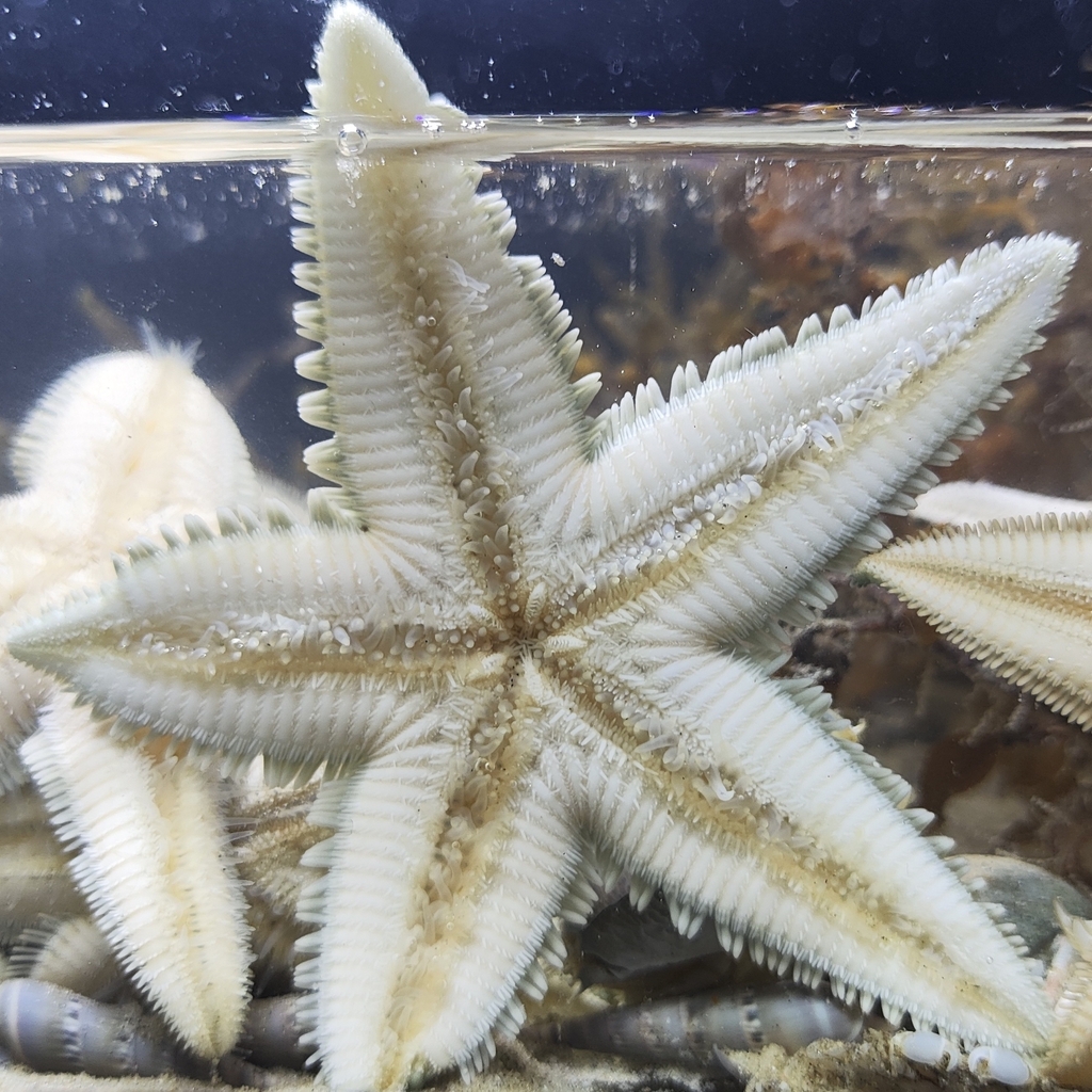 Astropecten from Andorinha, Itapema - SC, 88220-000, Brasil on April 5 ...