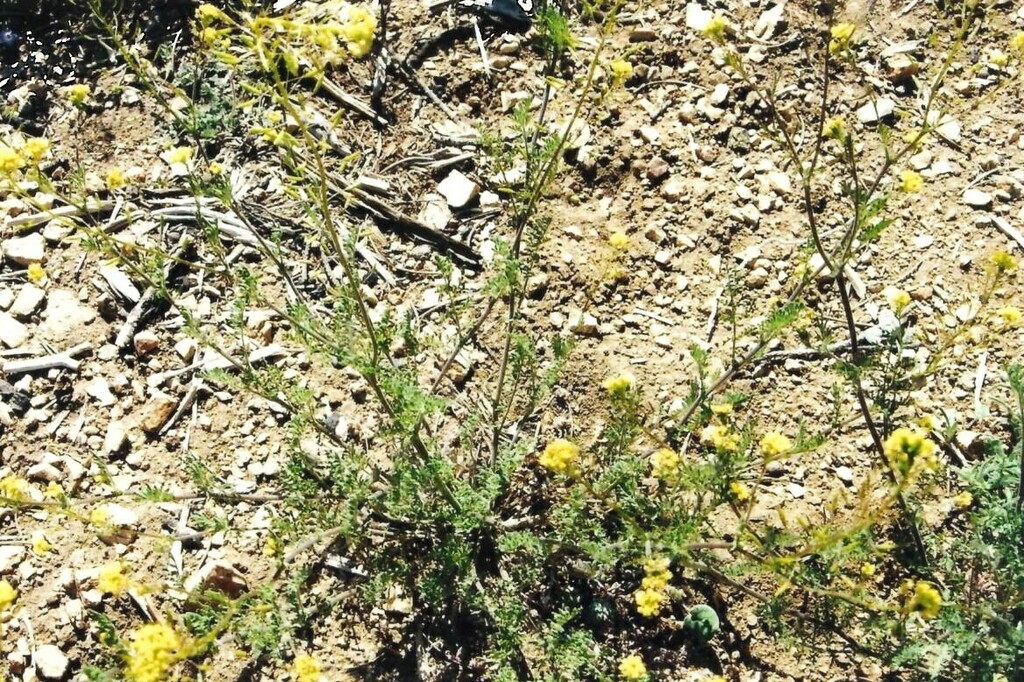 Western Tansymustard from San Bernardino County, CA, USA on April 1 ...
