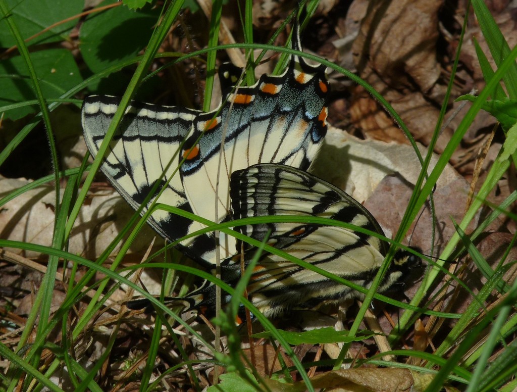 Appalachian Tiger Swallowtail from Jefferson National Forest, Troutdale ...