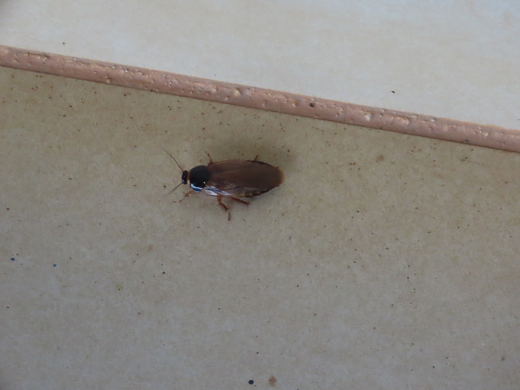 Surinam Cockroach from Las Lajas, Provincia de Chiriquí, Panamá on May ...