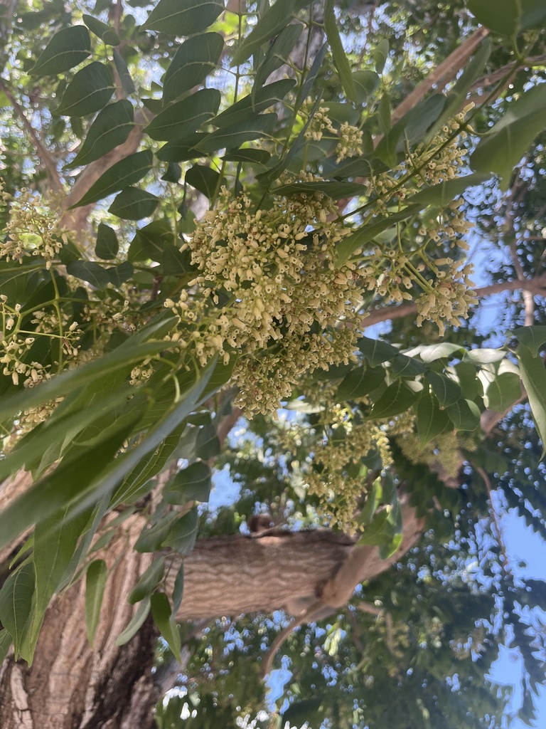 West Indies Cedrela in May 2024 by Movida Maya · iNaturalist