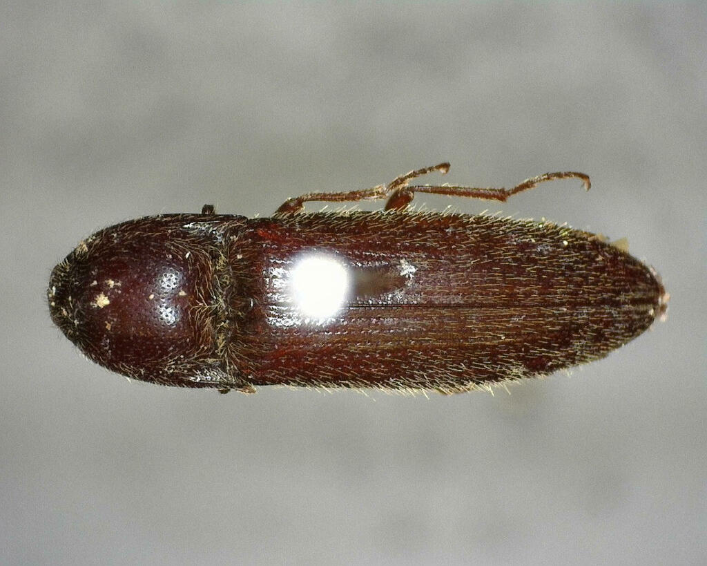 Dipropus simplex from Kimble County, TX, USA on May 30, 2023 at 04:11 ...