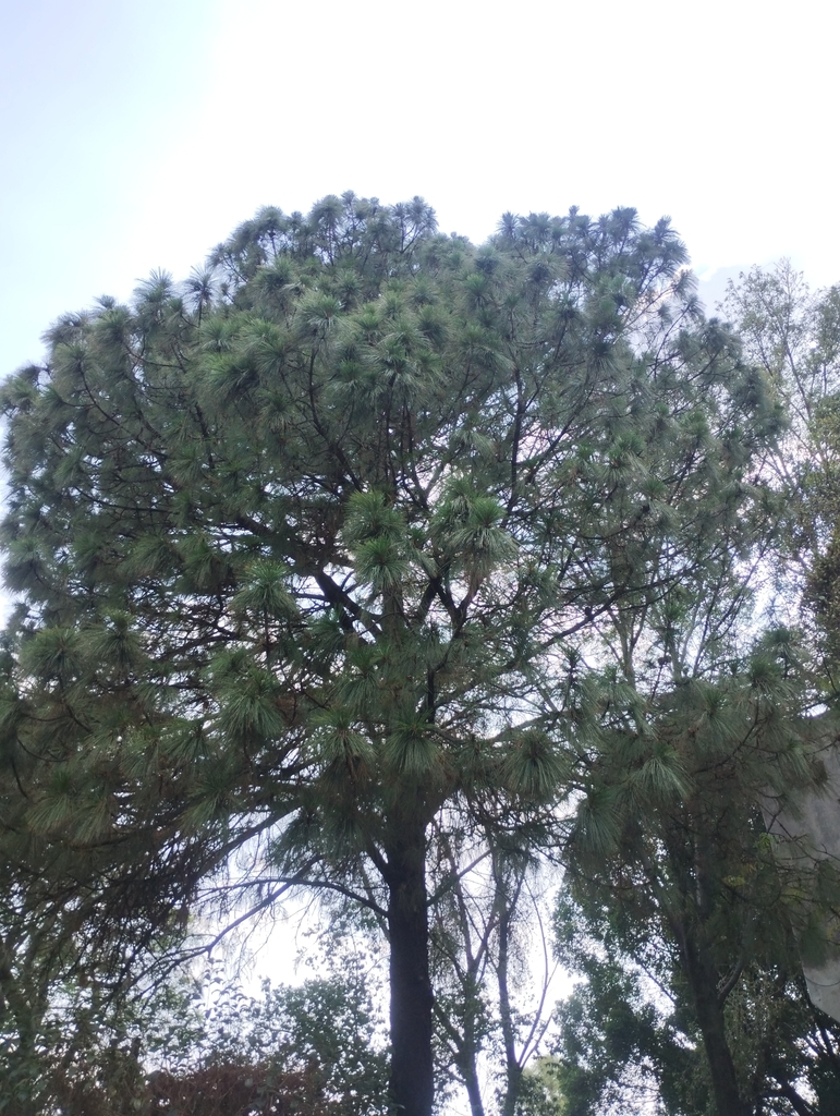 Montezuma pine from FES Iztacala, Manzana 001, Hab Los Reyes Ixtacala ...