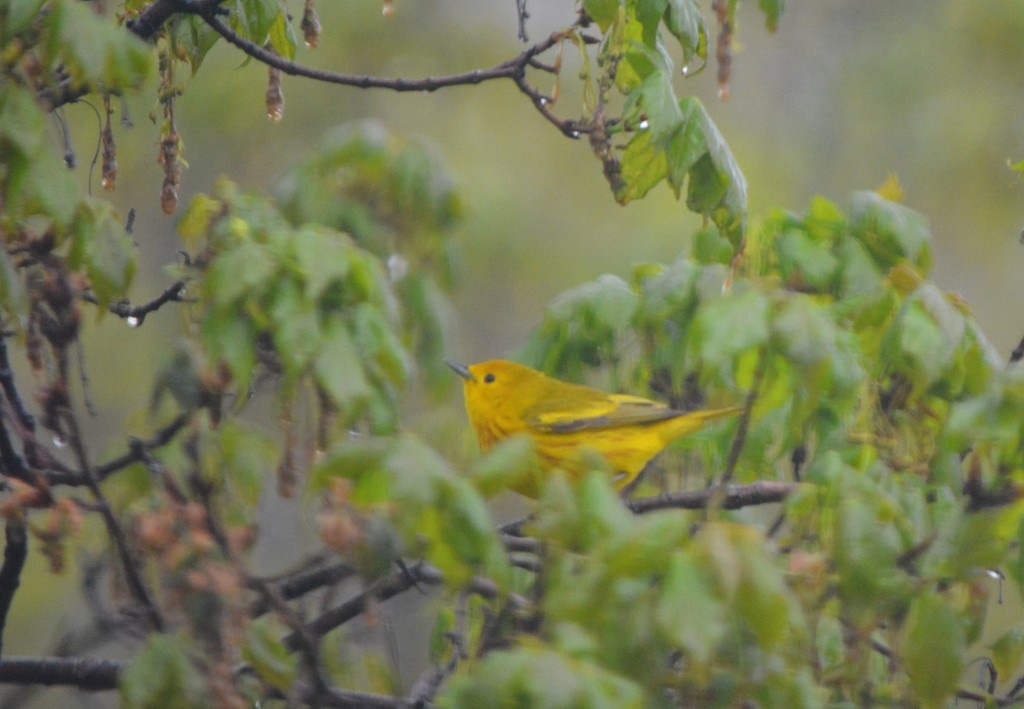 Northern Yellow Warbler from Rock County, WI, USA on May 9, 2019 at 07: ...