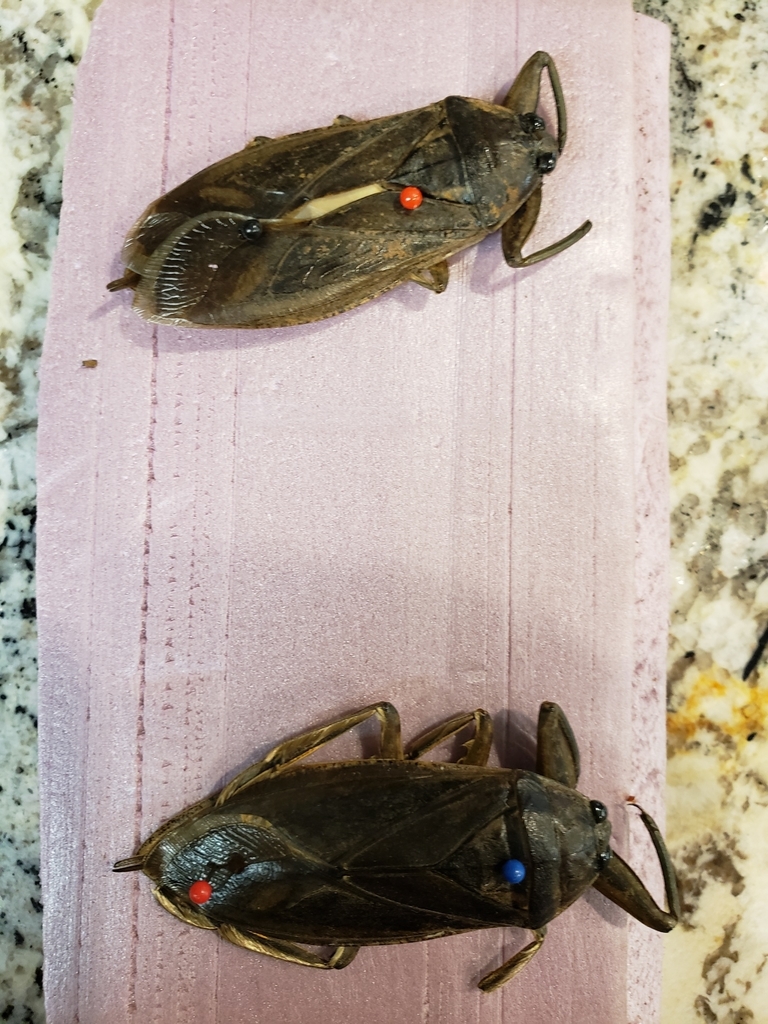 American Giant Water Bug from 3800 Braddock Ave NE, Buffalo, MN 55313 ...
