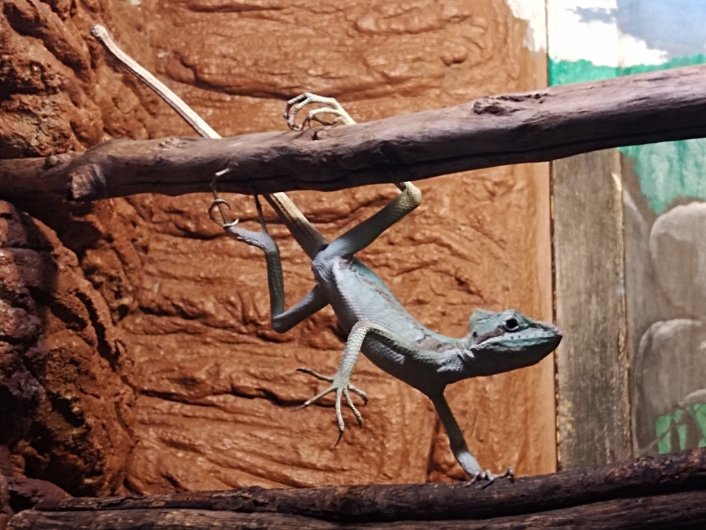 Eastern Casquehead Iguana from fes iztacala on May 20, 2024 at 03:59 PM ...