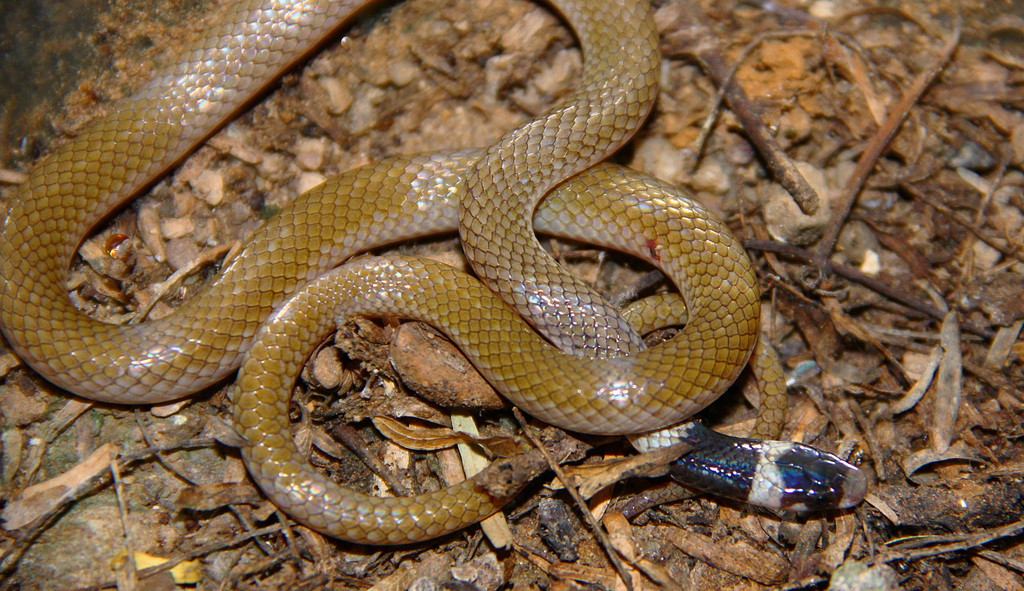 Black-headed Snake from Falcon, Falcón, Venezuela on September 11, 2012 ...
