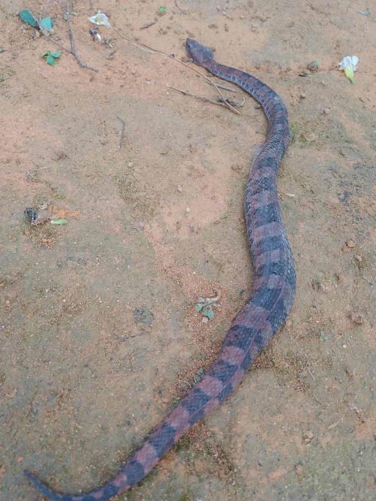 Patoco desde San Rafael, Antioquia, Colombia el 20 de mayo de 2024 a ...