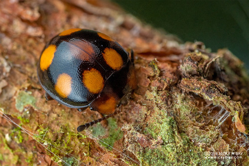 Beccariola septemmaculata · Naturalista Costa Rica