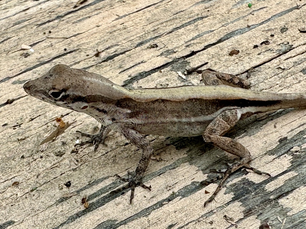 Brown Anole in May 2024 by novah21 · iNaturalist