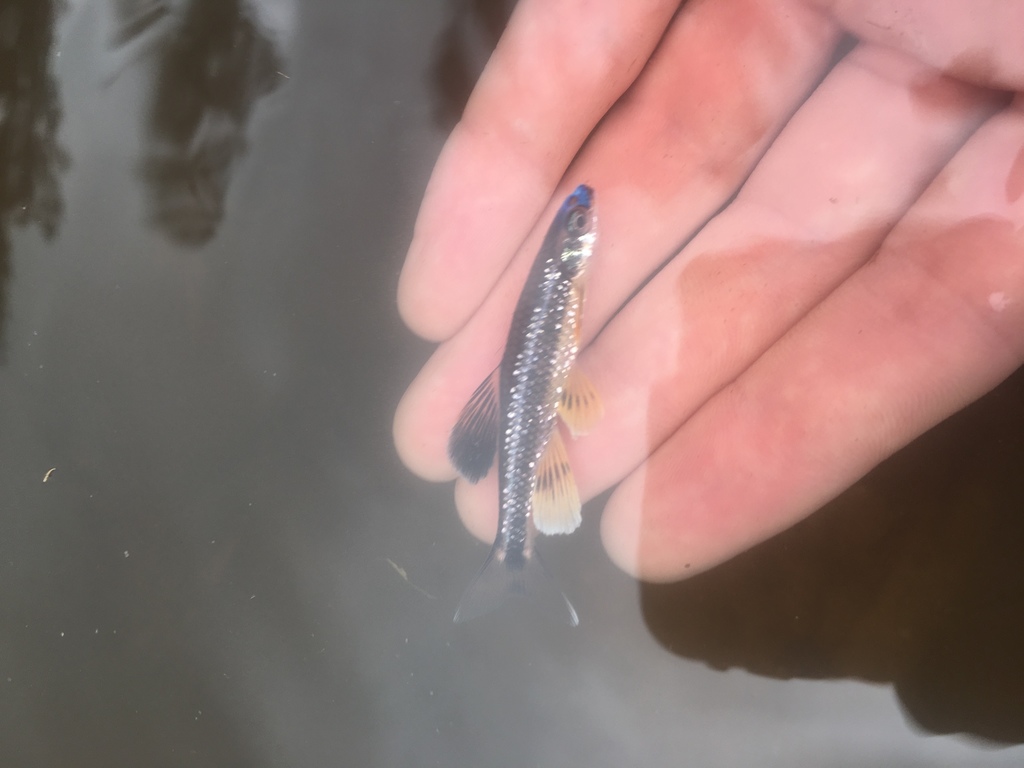 Bluenose Shiner in May 2019 by Caleb Benjamin Taylor · iNaturalist