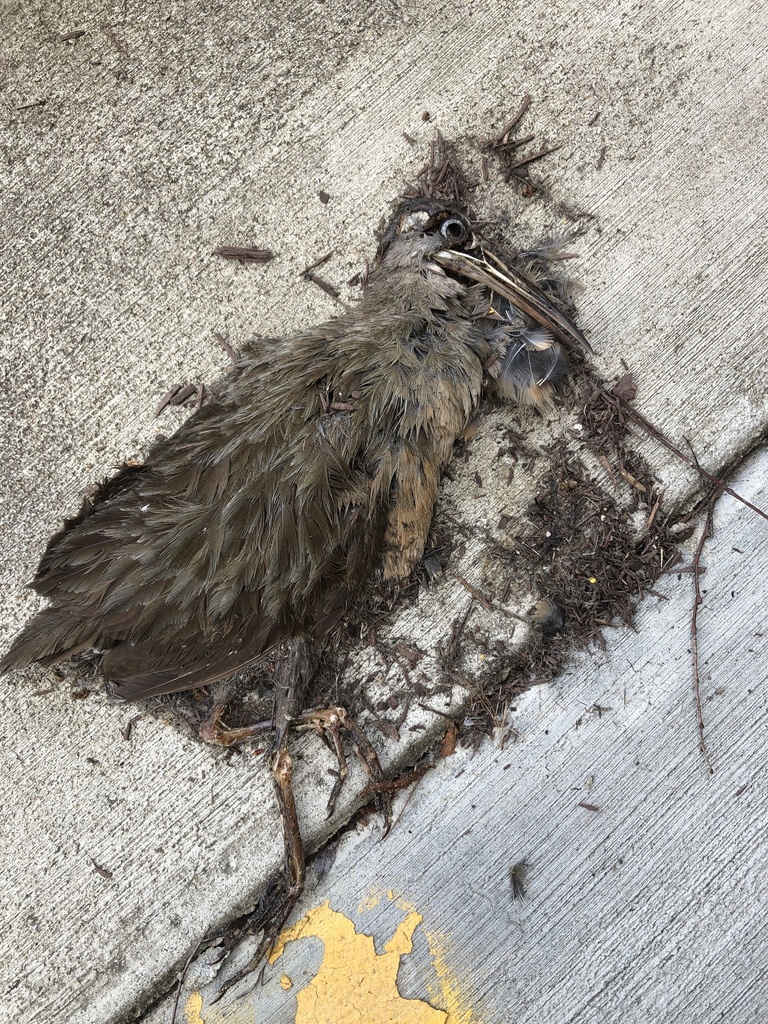 Virginia Rail from Sherman Oak Pl, Raleigh, NC, US on May 20, 2024 at ...