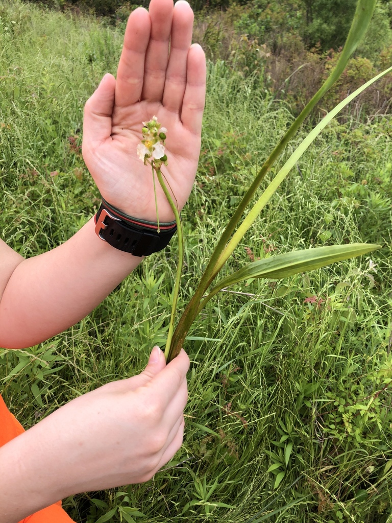 Delta Arrowhead from 75057, Lewisville, TX, US on May 9, 2019 at 10:40 ...