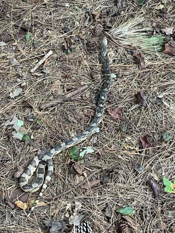 Northern Pine Snake in August 2021 by Arley Edwards · iNaturalist