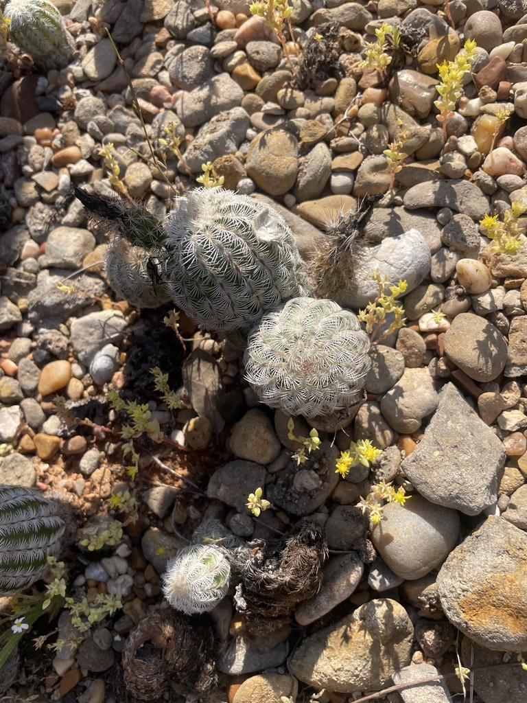 white lace cactus of Texas from Glen Rose, TX, US on May 19, 2024 at 05 ...