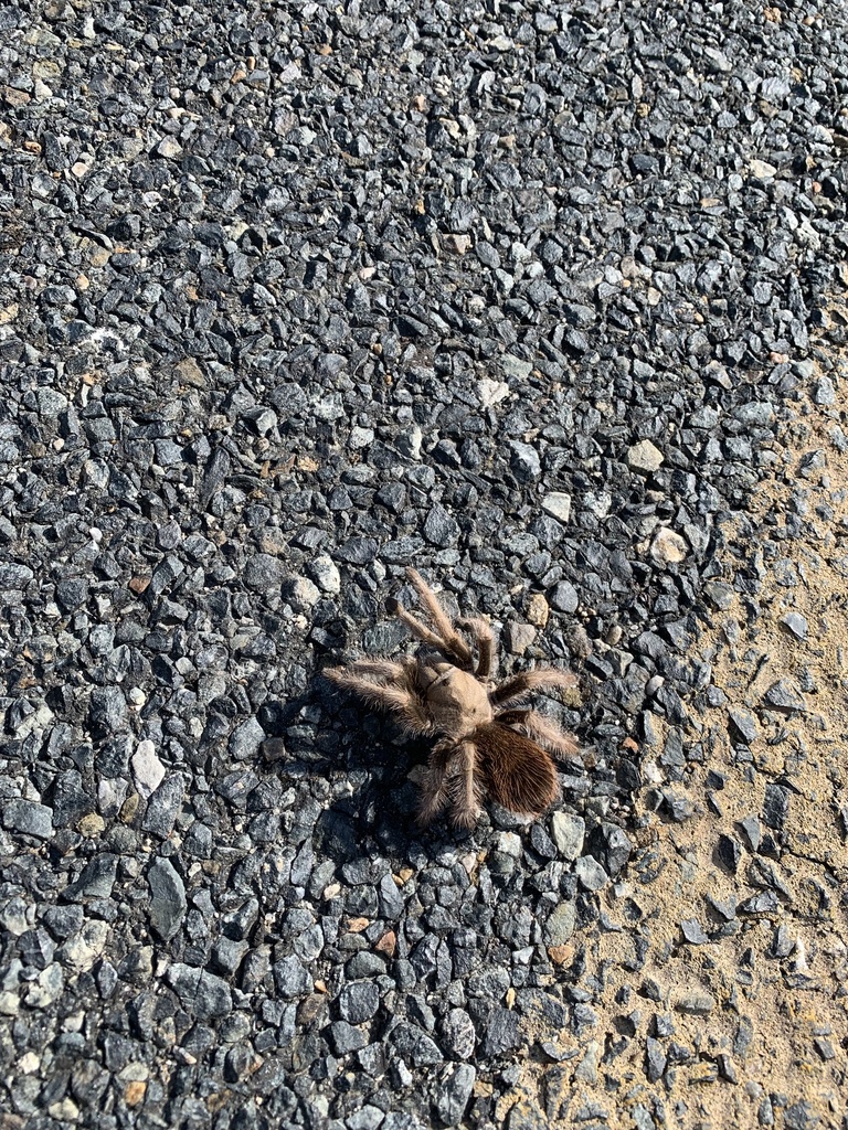 Johnny Cash Tarantula from Bear Creek Rd, Springville, CA, US on May 20 ...