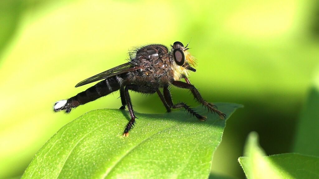Giant Robber Flies from Harris County, TX, USA on May 19, 2024 at 10:09 ...