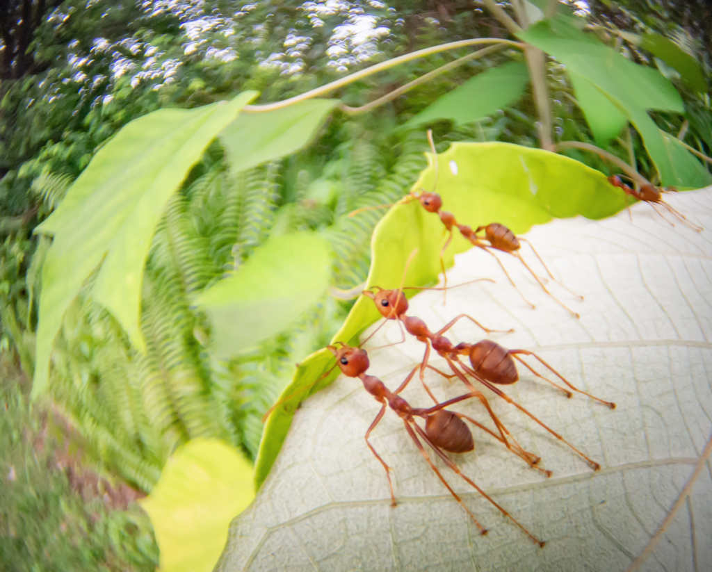 Asian Weaver Ant from Sepang, Selangor, Malaysia on May 20, 2024 at 11: ...