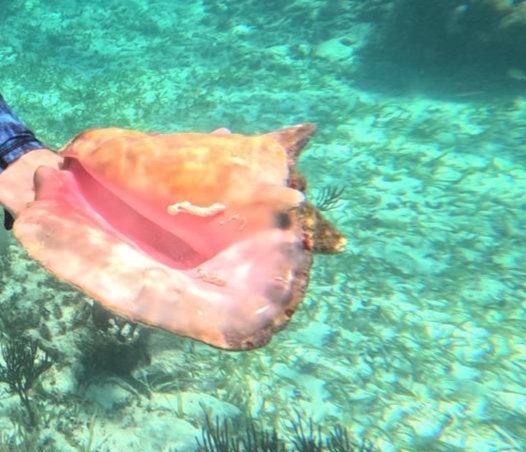 Queen Conch from 77970 Xcalak, Q.R., México on May 3, 2024 by Mar ...