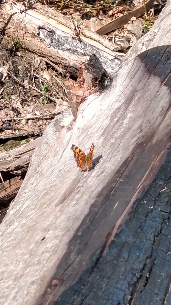 Commas from Malakwa, BC V0E 2J0, Canada on May 20, 2024 at 03:44 PM by ...