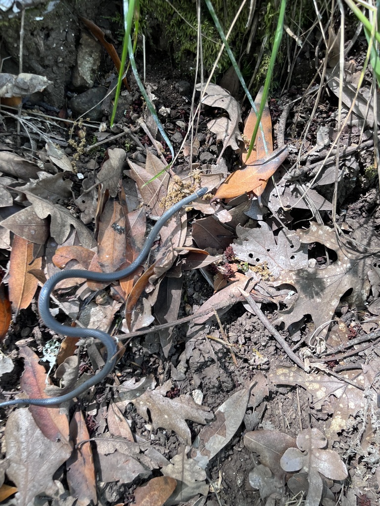 ring-necked snake from North Sonoma Mountain Regional Park and Open ...