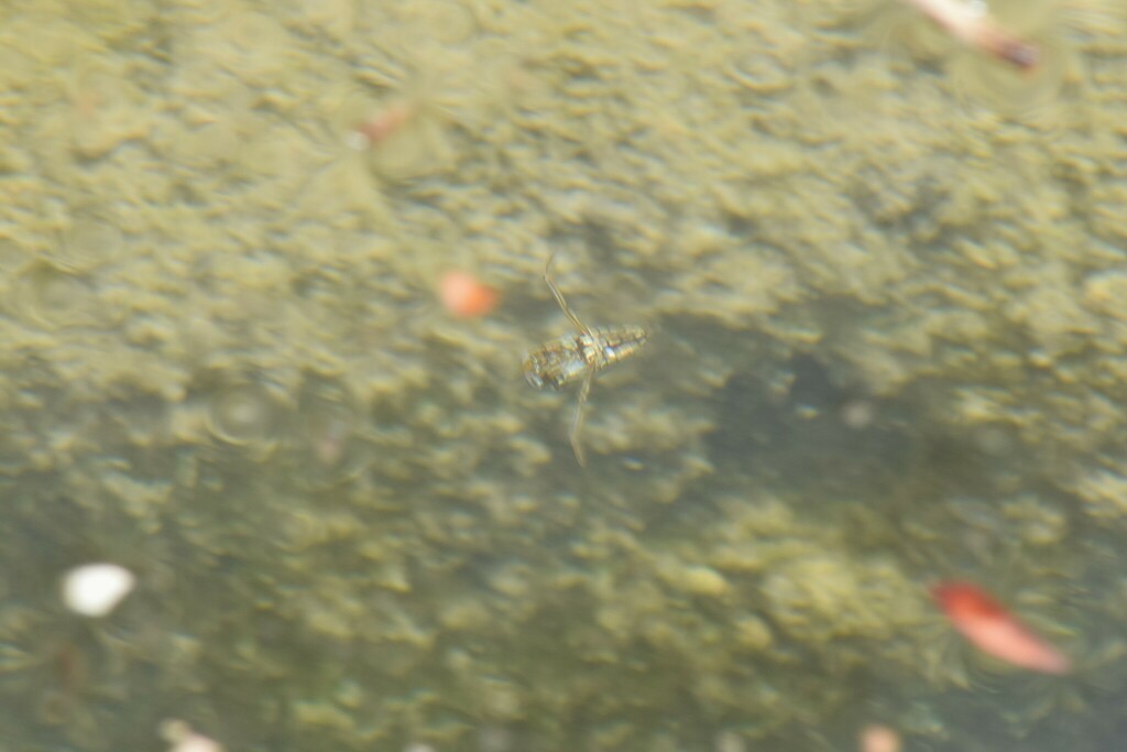 Enithares from East Sumba Regency, East Nusa Tenggara, Indonesia on May ...