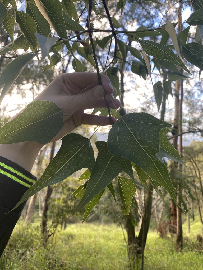 kurrajong from Palen Creek, QLD, AU on May 21, 2024 at 04:14 PM by ...