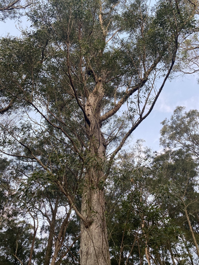 Brown-top Stringybark from Philp Mountain Rd, Running Creek, QLD, AU on ...