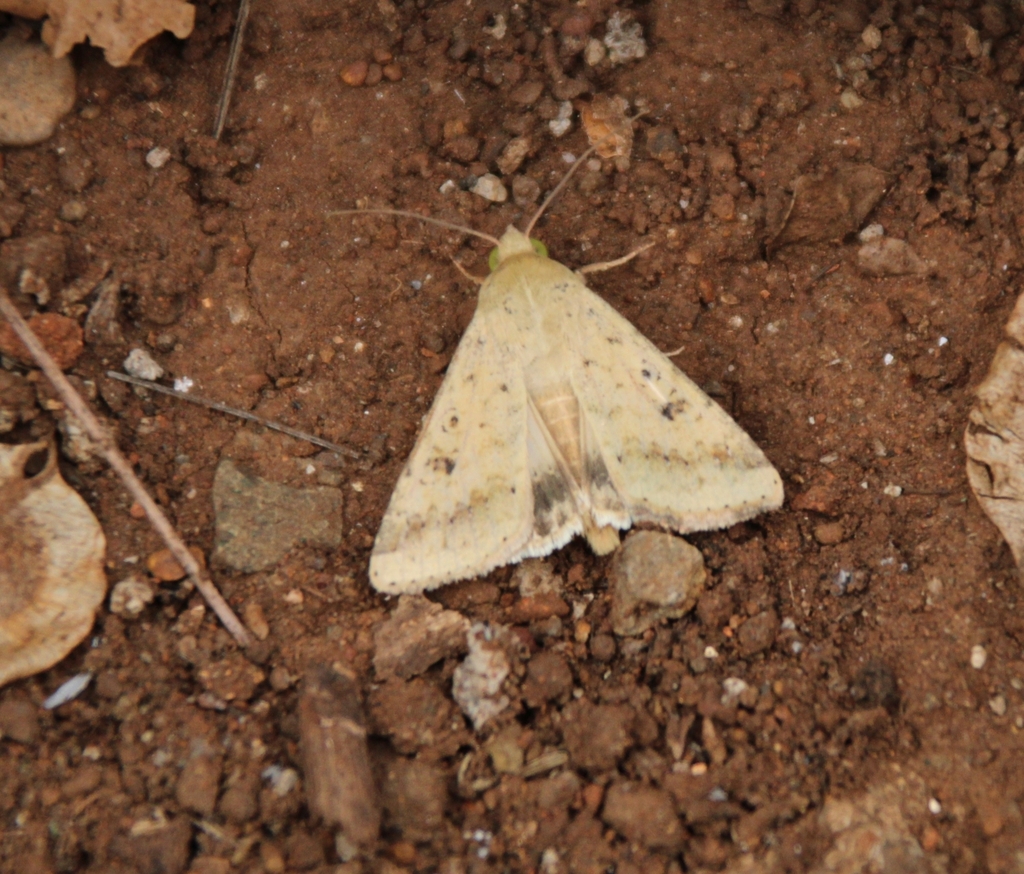 Cotton Bollworm Moth from Chaurakund, Maharashtra, India on May 18 ...