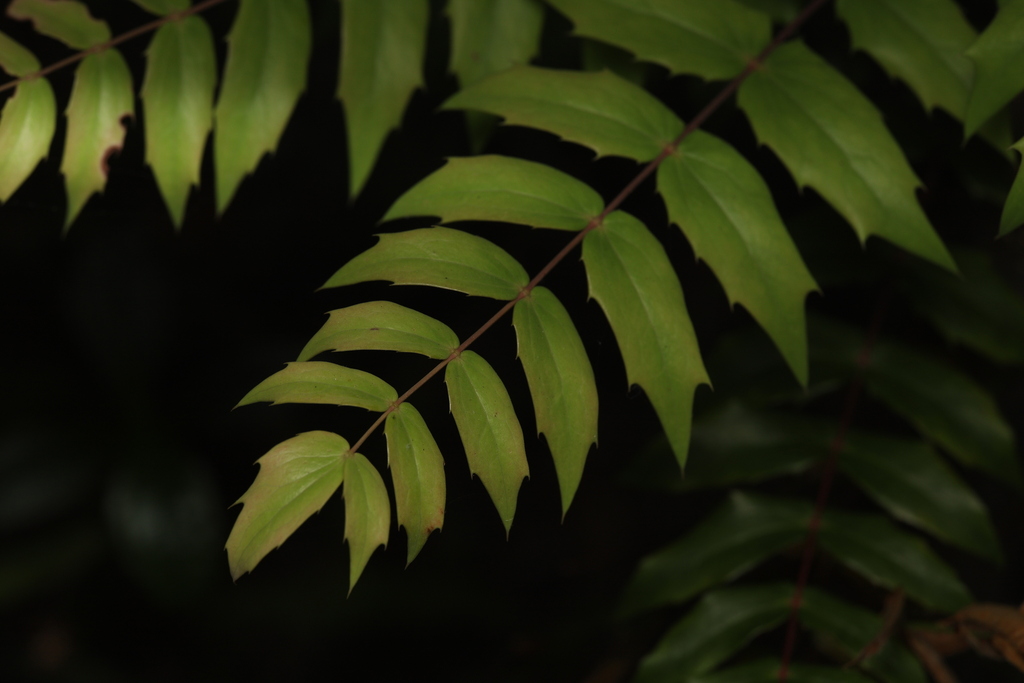 Mountain Grape in November 2023 by Chiu Yuhang · iNaturalist