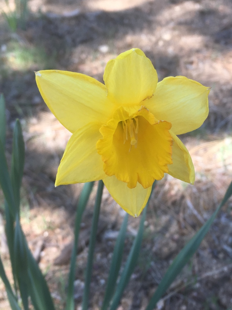 daffodils from San Bernardino National Forest, Pine Cove, CA, US on ...