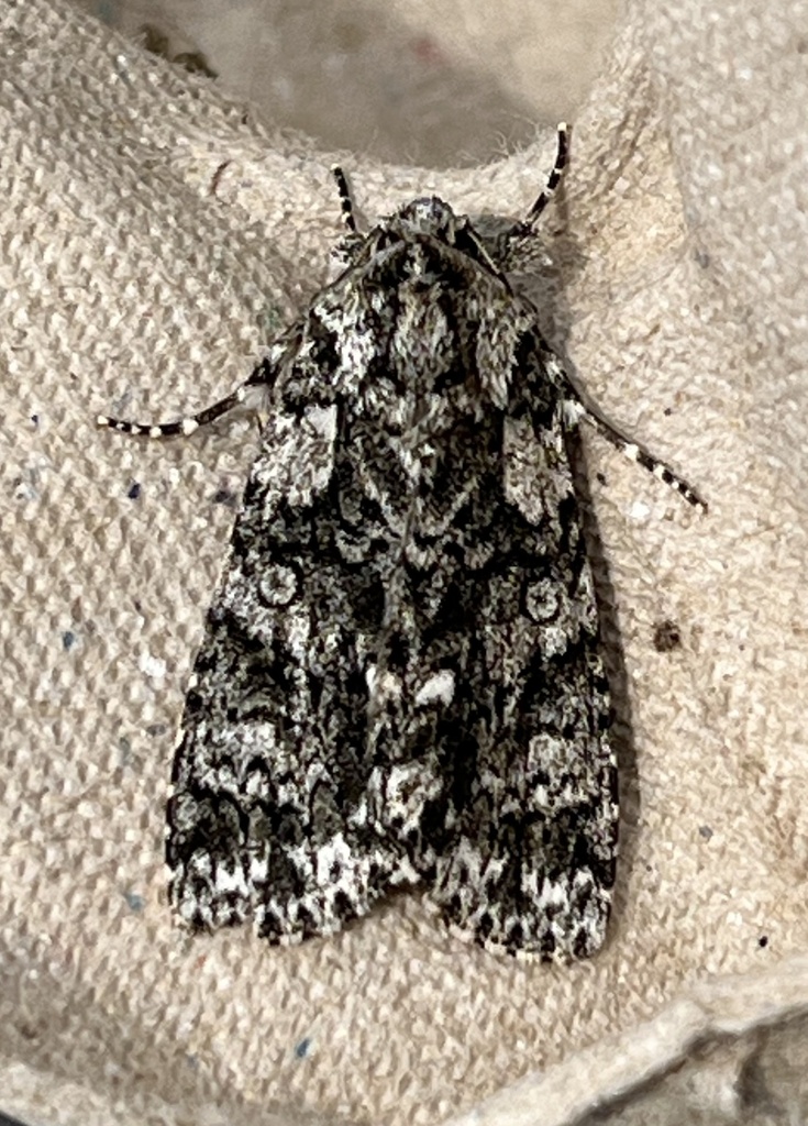 Knot Grass Moth from Isle of Portland, Portland, England, GB on May 21 ...