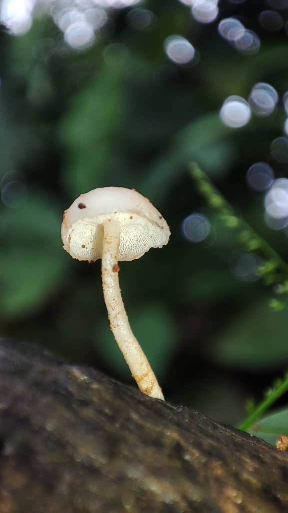 Filoboletus from 2HJQ+RC Primer descanso sendero parque machia, Villa ...