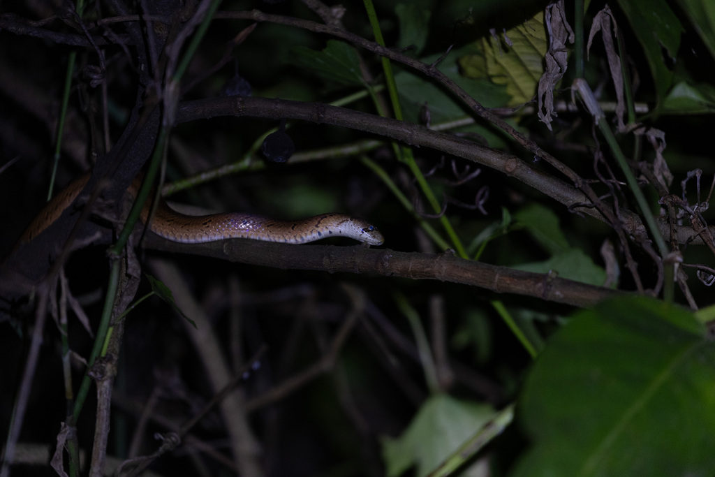 Taiwan Kukri Snake in May 2024 by ihenglan · iNaturalist