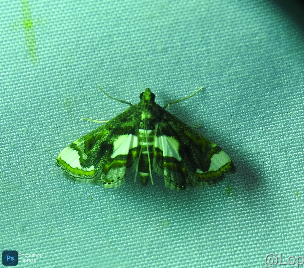 Crambid Snout Moths from Makunda Christian Leprosy & General Hospital ...