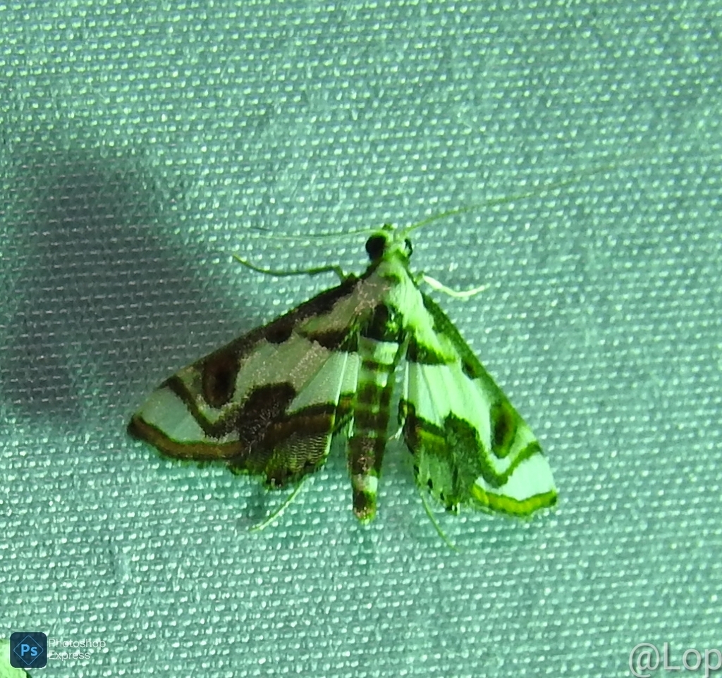 Agassiziella picalis from Makunda Christian Leprosy & General Hospital ...