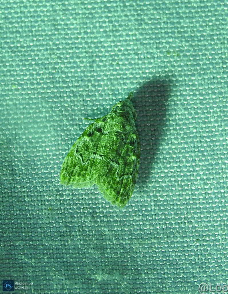 Owlet Moths and Allies from Makunda Christian Leprosy & General ...
