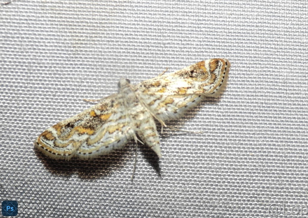 Hydrilla Leafcutter Moth from Makunda Christian Leprosy & General ...