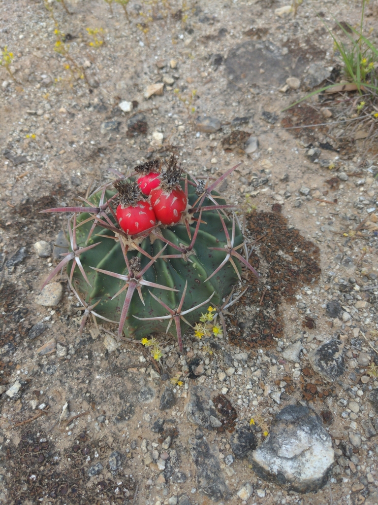 Horse Crippler Cactus in May 2024 by markg · iNaturalist