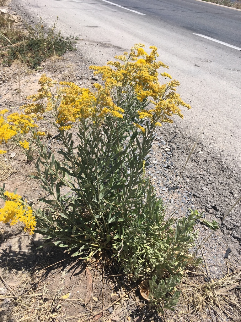 velvety goldenrod from Carretera Entronque Morelos-Saltillo, San Benito ...