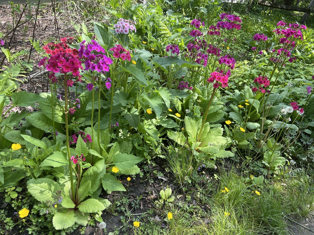 Japanese Primrose from Acton Arboretum, Acton, MA, US on May 21, 2024 ...
