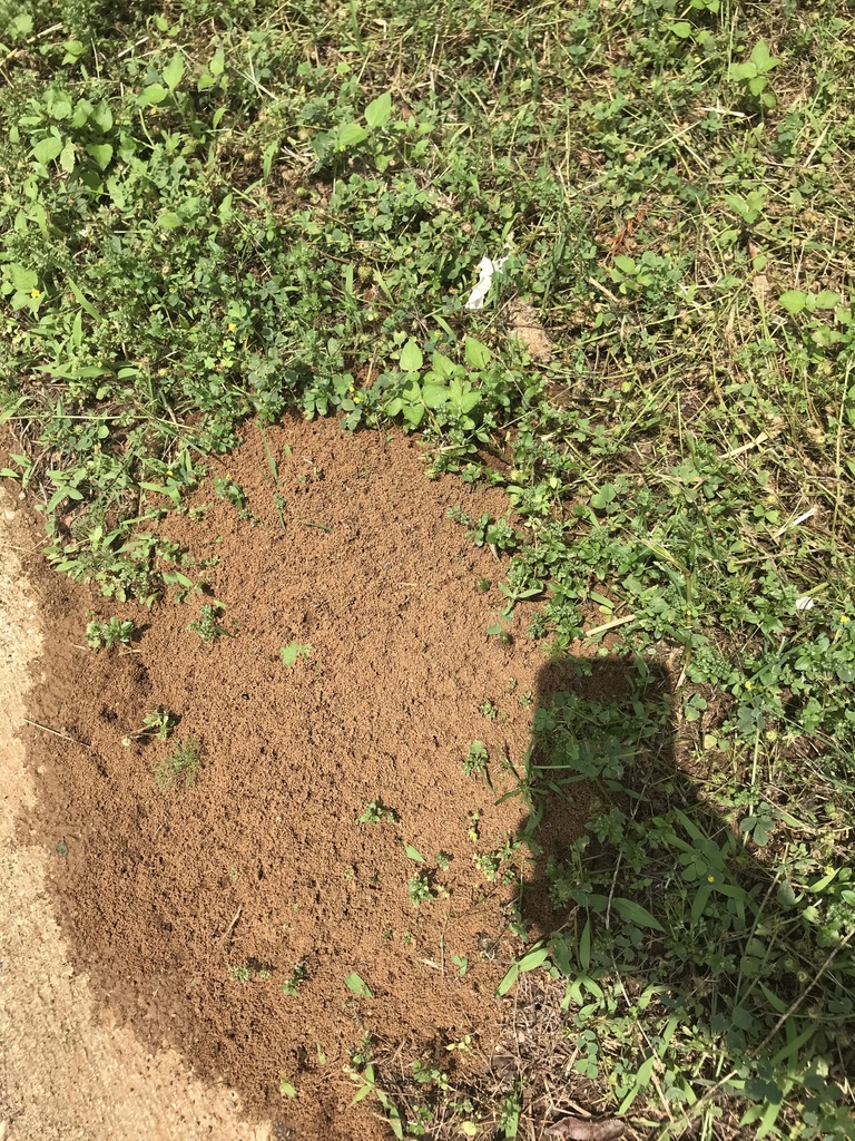 Red Imported Fire Ant from 2000–2598 Stadium Dr, Nacogdoches, TX, US on ...