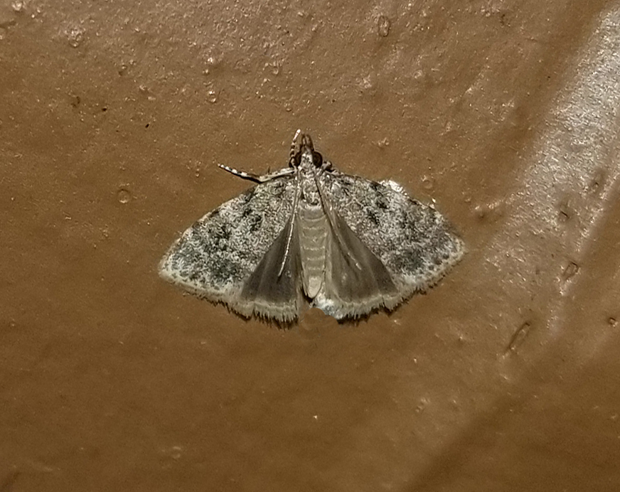 Many-spotted Scoparia Moth from Fentress County, TN, USA on May 19 ...