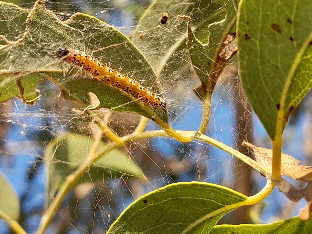 Wandering Sunset from City of Tshwane, ZA-GT, ZA on May 20, 2024 at 03: ...