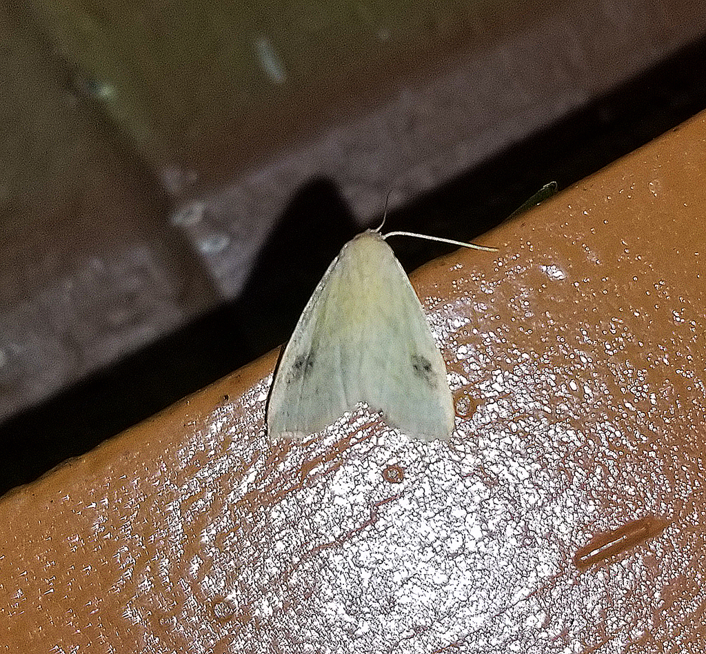 Spotted Grass Moth from Fentress County, TN, USA on May 19, 2024 at 09: ...
