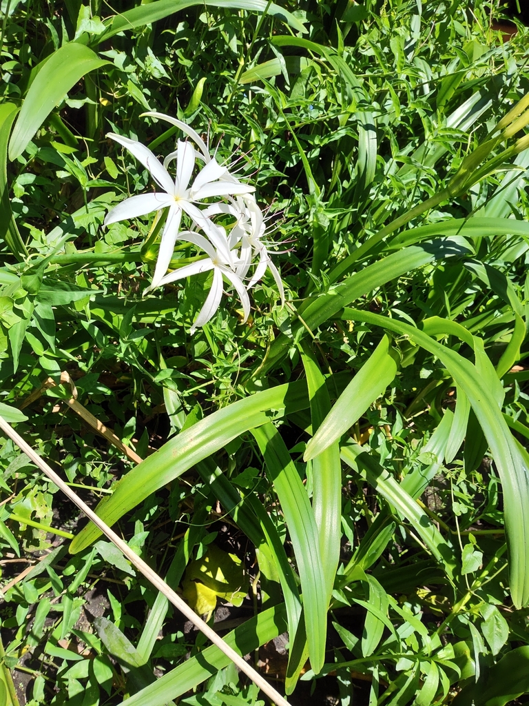 Southern Swamp Crinum from Avon Park, FL 33825, USA on May 21, 2024 at ...